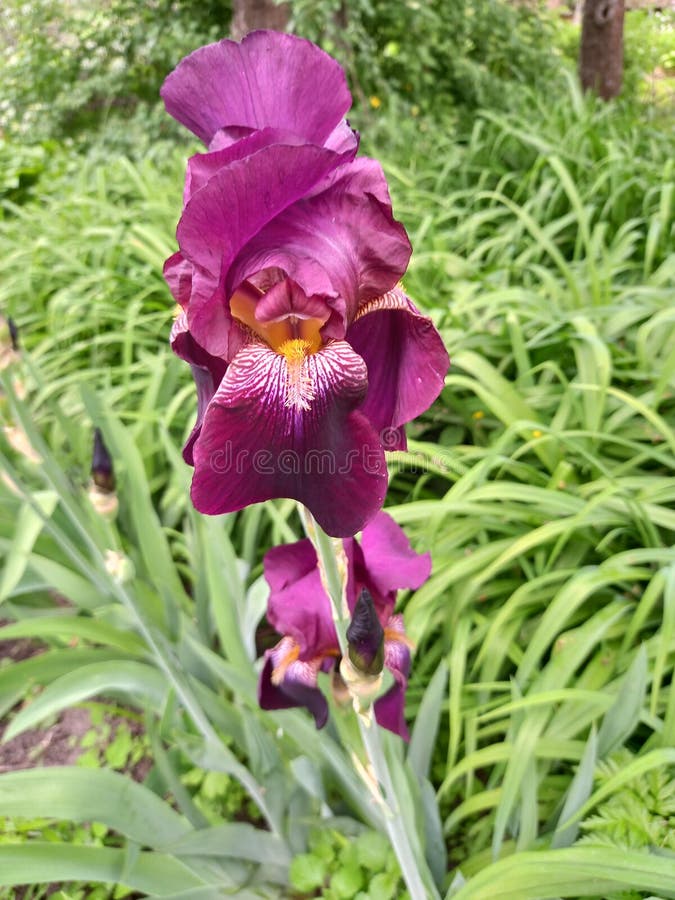 Magic purple flower stock image. Image of plant, garden - 222074203