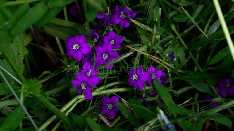 The Magic of Purple Flowers, a Journey through Fields in Bloom Stock ...