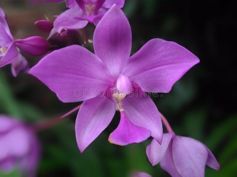 Magic Purple Orchid Flower or Phalaenopsis Stock Photo - Image of ...