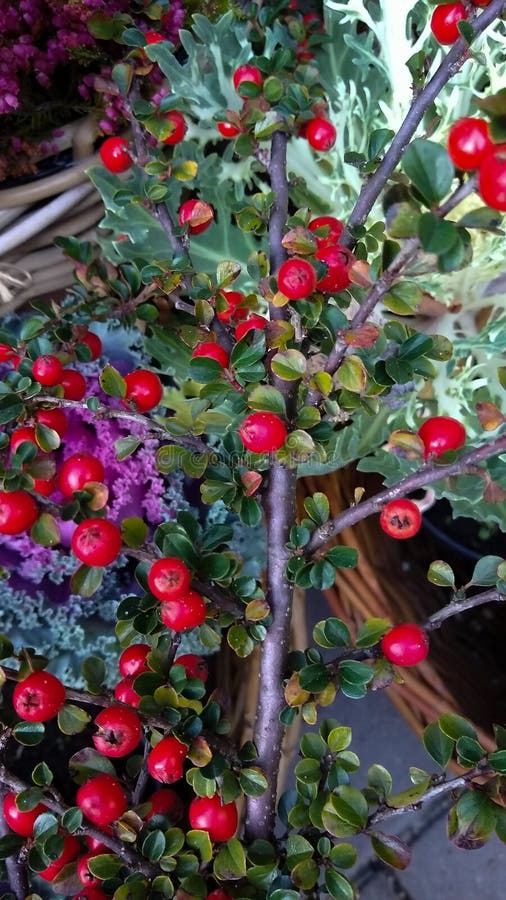 Magic Red Berries on a Branch Stock Image - Image of berries, plant ...