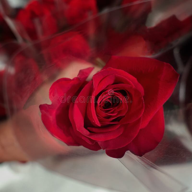 The magic of a red rose stock image. Image of close - 241313643