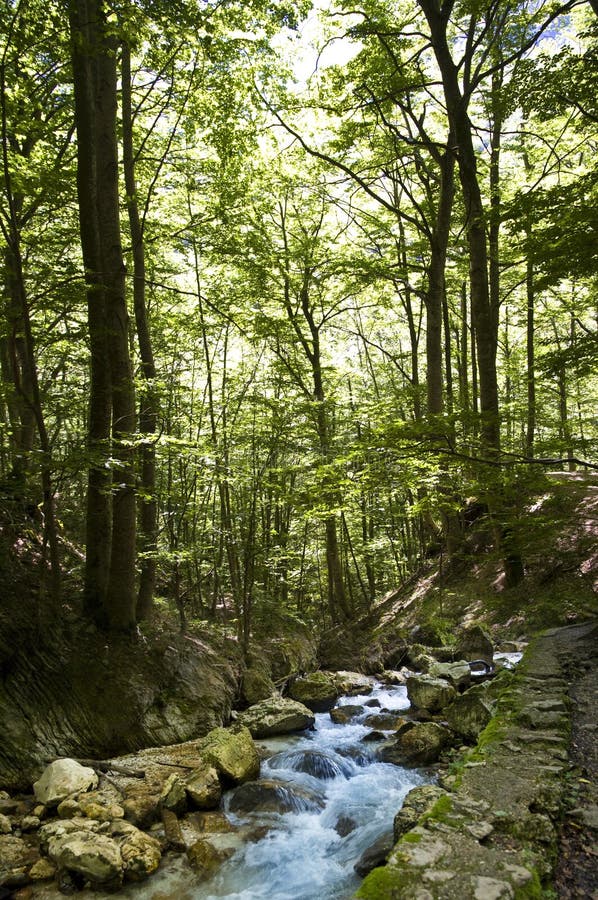 Magic relaxing forest stock photo. Image of shadows, relaxing - 46834654