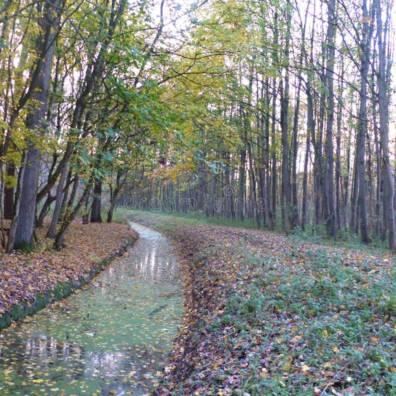 Magic River stock photo. Image of river, trees, netherlands - 144064572