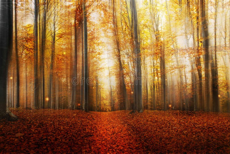 Magic Road in the Autumn Forest Stock Photo - Image of season, beam ...