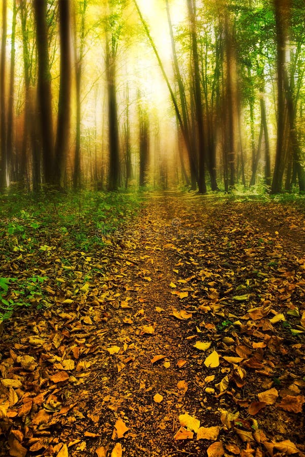 Magic Road in the Autumn Forest Stock Photo - Image of season, beam ...