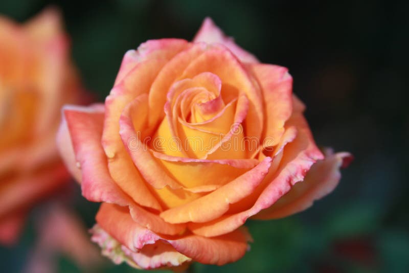 The magic of rose stock photo. Image of nice, fall, notised - 135829560