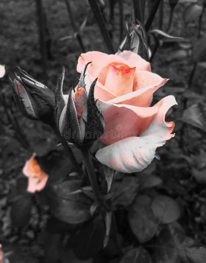 Magic rose . stock image. Image of leaf, black, branch - 191716981