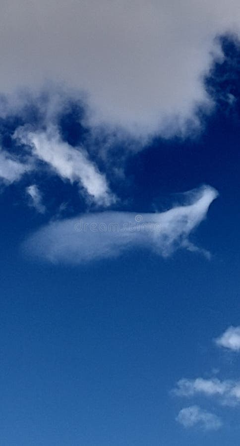 Magic in the Sky, it S a Bird Stock Image - Image of bird, itsa: 371224233