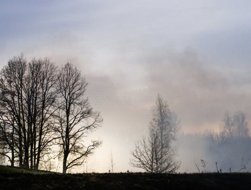 Magic Smoke between the Trees Stock Photo - Image of light, smoke ...