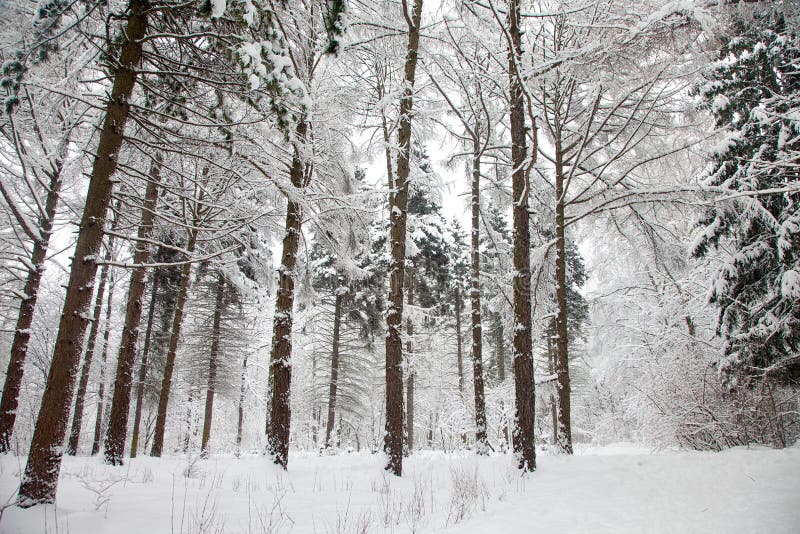 Magic Snow-covered Forest in the Daytime Cloudless Stock Photo - Image ...
