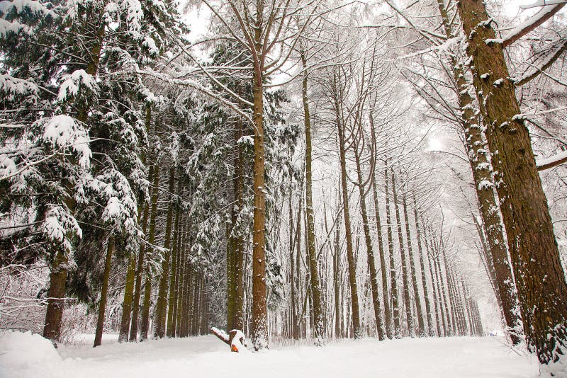 Magic Snow-covered Forest in the Daytime Cloudless Stock Photo - Image ...