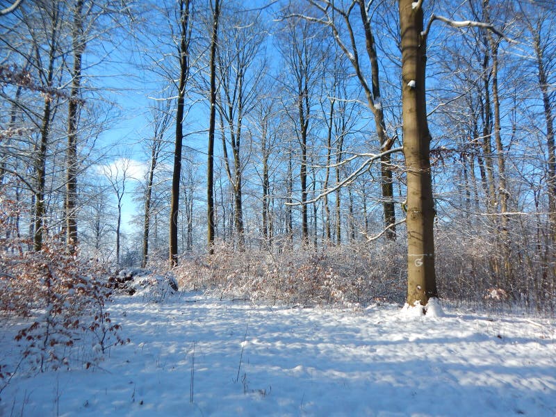 The Magic of Snow Fallen at Night Stock Photo - Image of frost ...