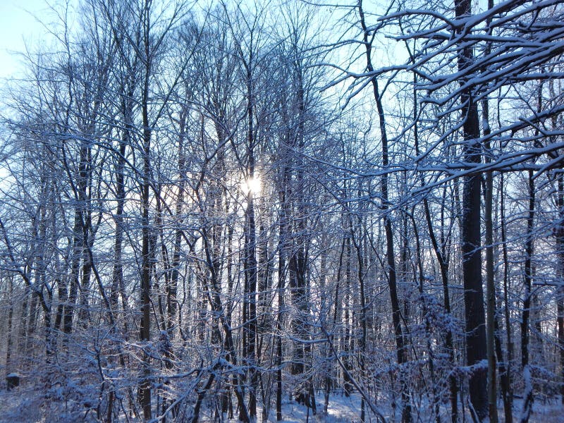The Magic of Snow Fallen at Night Stock Image - Image of nature, snow ...