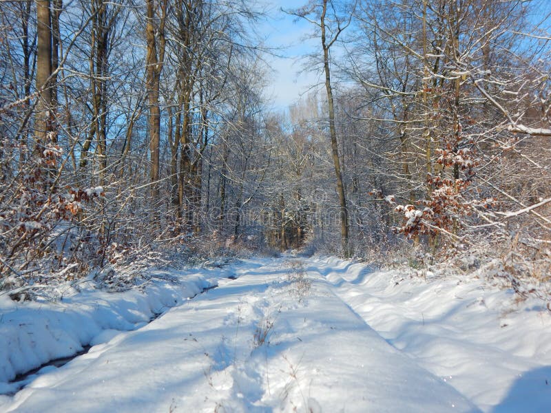 The Magic of Snow Fallen at Night Stock Image - Image of autumn, spruce ...