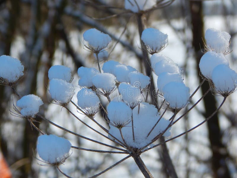 The Magic of Snow Fallen at Night Stock Image - Image of reflection ...