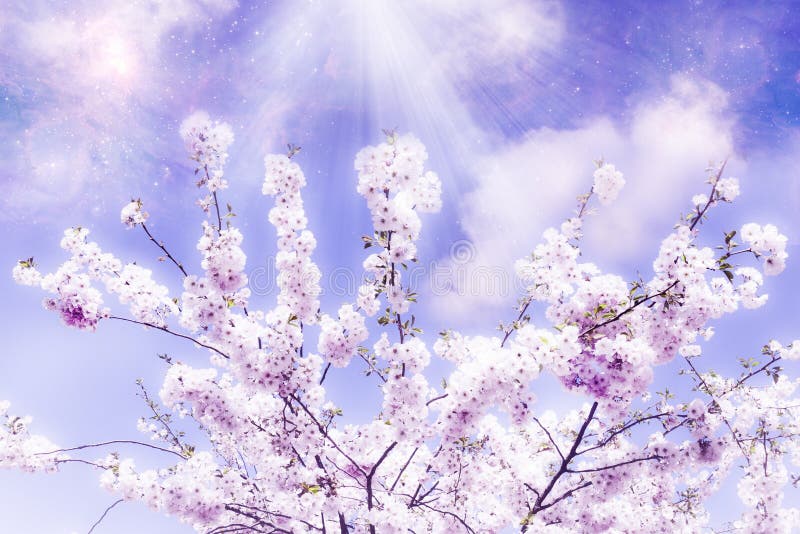 Magic spring forest stock photo. Image of misty, fairytale - 52617930