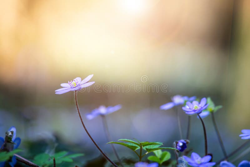 Magic Spring Atmosphere: Close Up of Violet Spring Flowers, Liverleaf ...