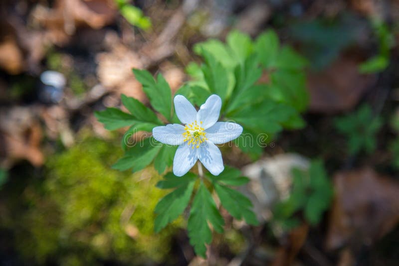 Magic Spring Atmosphere: Close Up of Violet Spring Flowers, Liverleaf ...