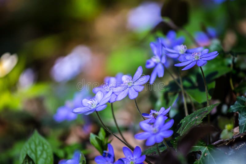 Magic Spring Atmosphere: Close Up of Violet Spring Flowers, Liverleaf ...