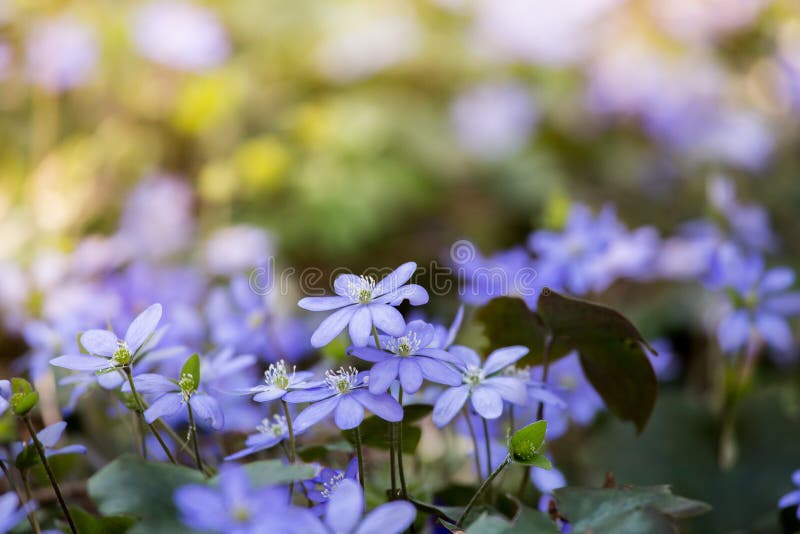 Magic Spring Atmosphere: Close Up of Violet Spring Flowers, Liverleaf ...