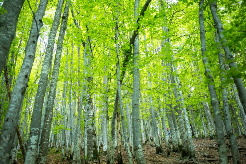 Magic spring forest stock photo. Image of backgrounds - 52617950