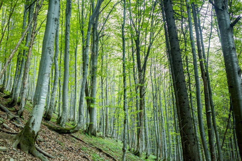 Magic spring forest stock photo. Image of misty, fairytale - 52617930