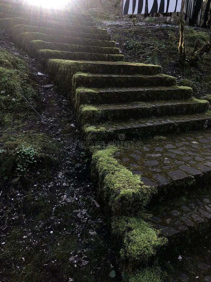 Magic Stone Steps. Stone Staircase in Moss Stock Image - Image of ...