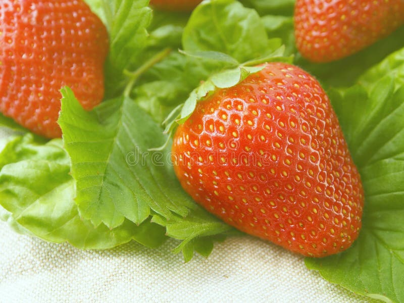 Magic of strawberries stock photo. Image of beige, green - 55253498