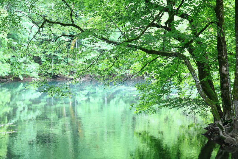 Magic summer pond stock photo. Image of coniferous, idyllic - 60008746