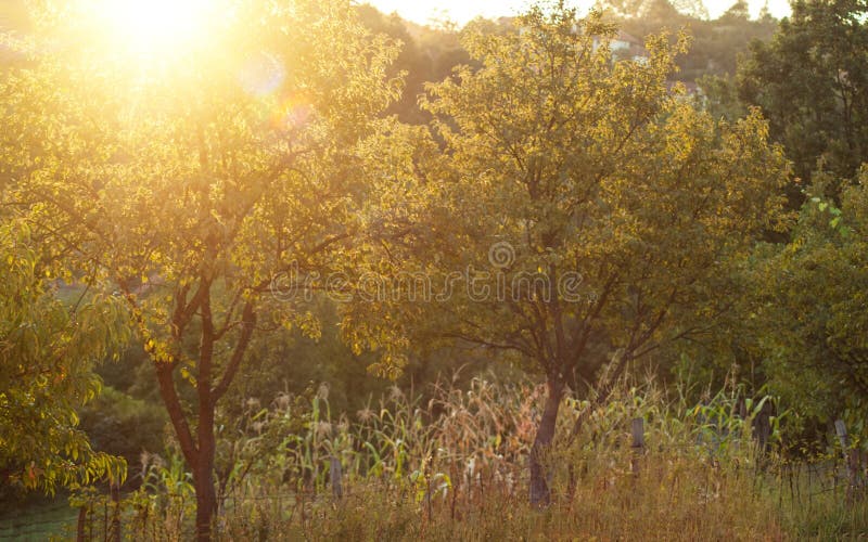 Magic summer sunset scene stock image. Image of bright - 55946641