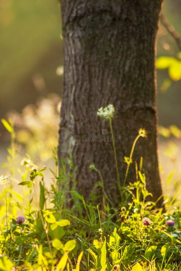 Magic Summer Sunshine Grass Tree Stock Image - Image of cloud, autumn ...