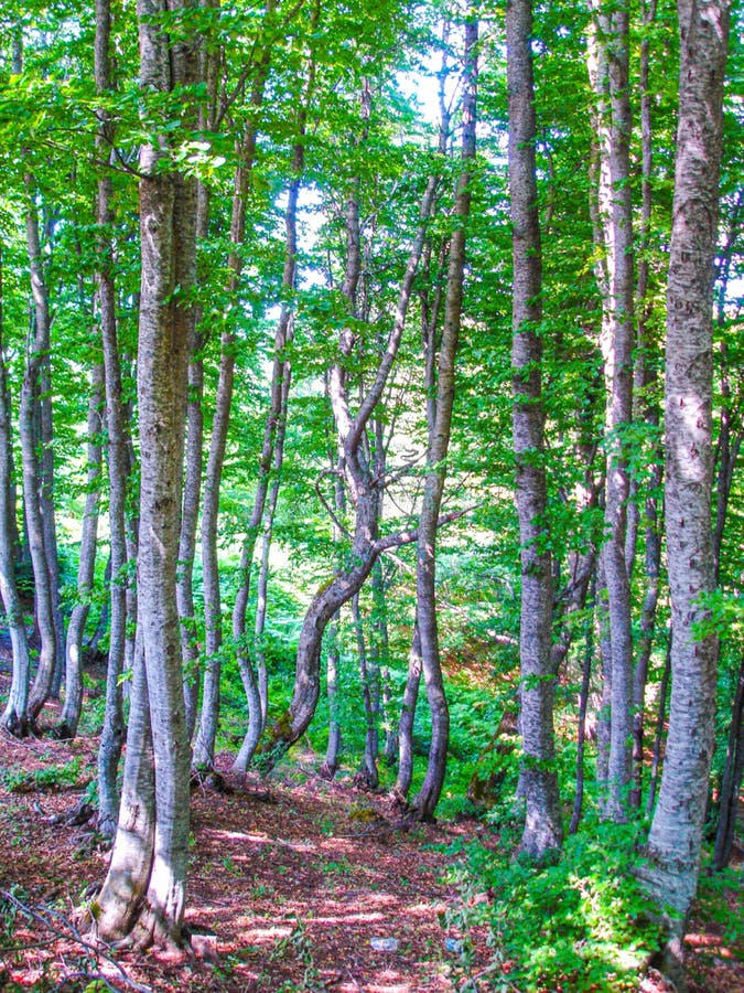 Magic Sunlight in an Autumn Forest Stock Image - Image of green ...