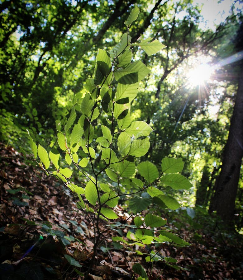 Magic Sunlight in the Forest Stock Photo - Image of youngtree ...
