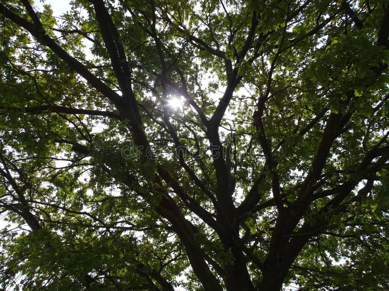Magic Sunlight through a Tree Stock Photo - Image of shrub, forest ...