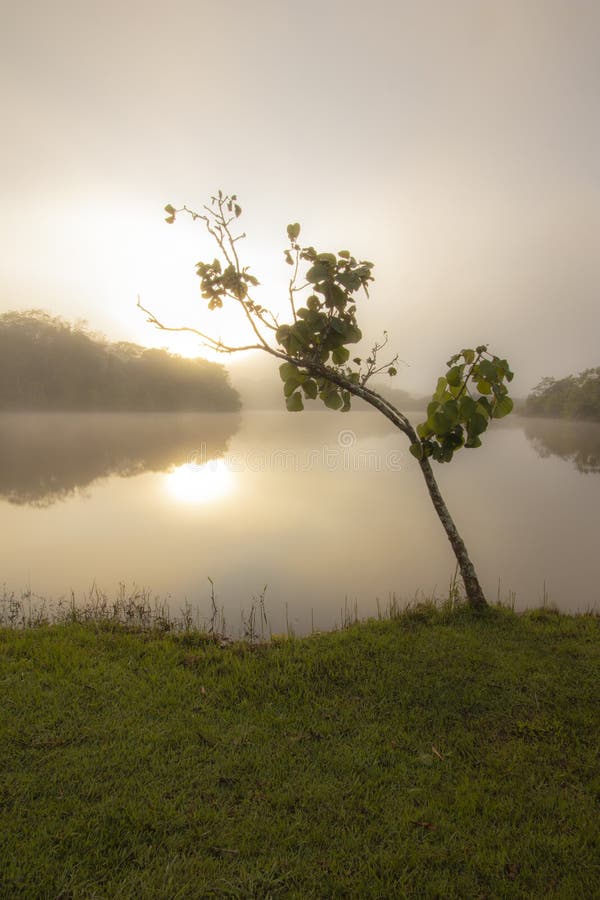 Magic Sunrise in Brazilian Savannah with Fog Stock Photo - Image of ...