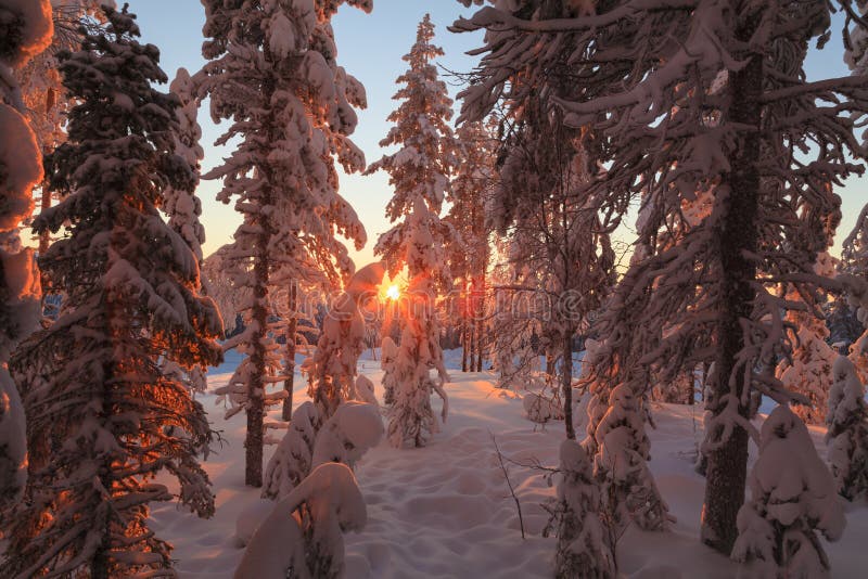 Magic Snowy Forest in Pink Sparks Stock Photo - Image of hoarfrost ...
