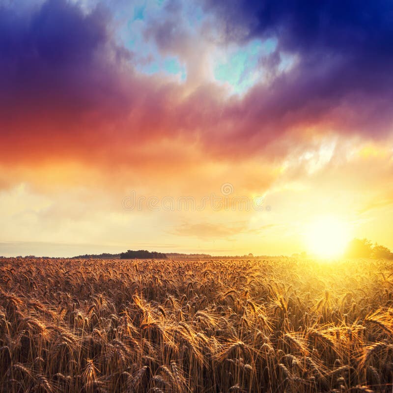 Magic Sunrise with Wheat Field Stock Image - Image of environment ...