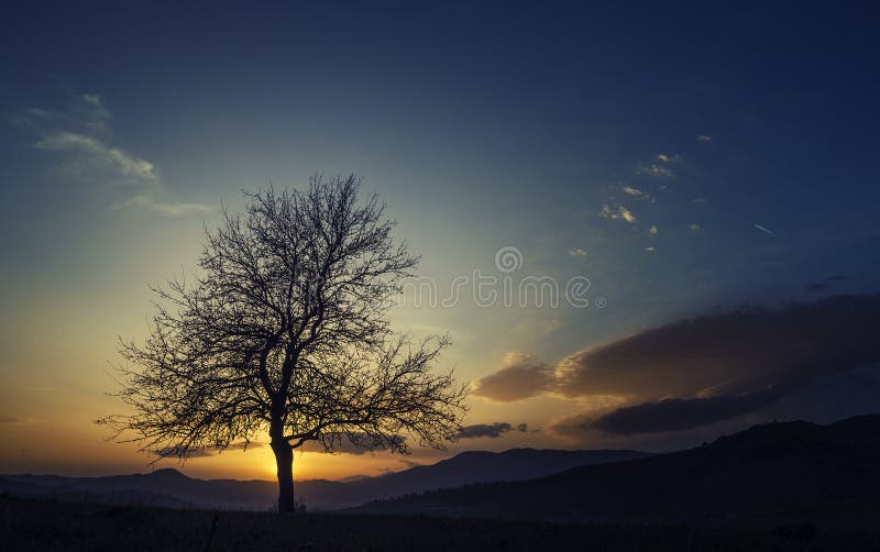The Magic of Sunset and Tree Stock Image - Image of tree, sunrise: 1643961