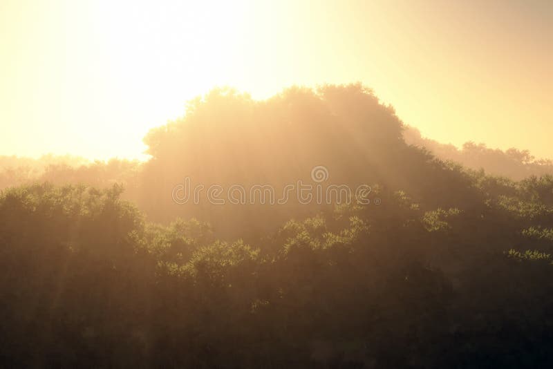 Magic Sunset Over Lush Forest Stock Illustration - Illustration of ...