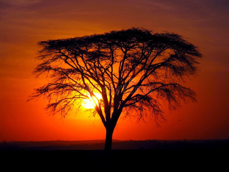 The Magic of Sunset and Tree Stock Image - Image of tree, sunrise: 1643961
