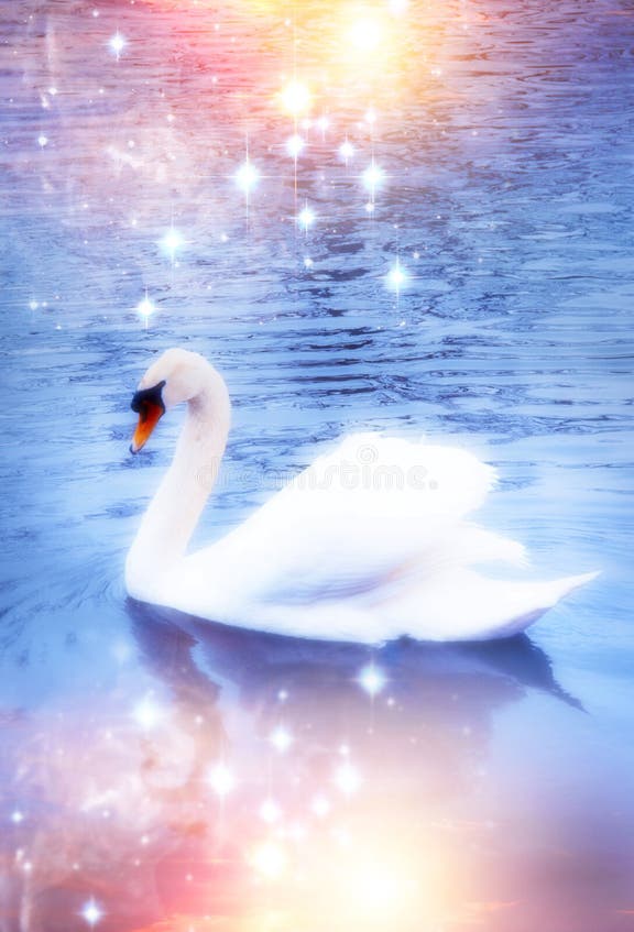 Magic swan stock photo. Image of white, stars, dreamy - 24039120