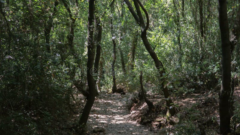 The Magic Trail stock photo. Image of magical, path - 205537276