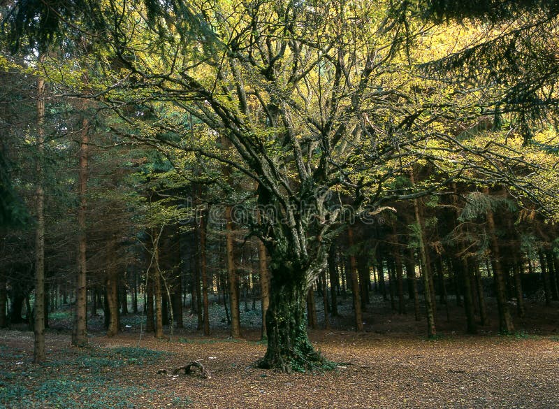 Magic Tree Picture. Image: 1229336