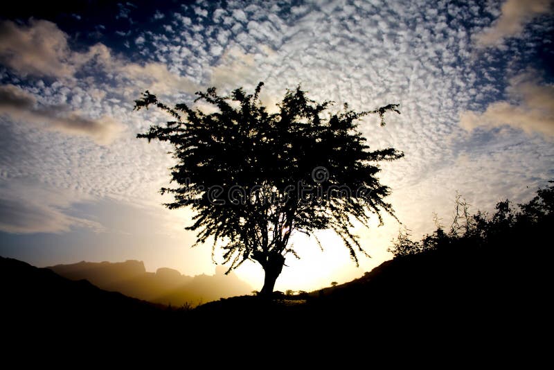 Magic tree stock image. Image of silhouette, meditation - 18455363