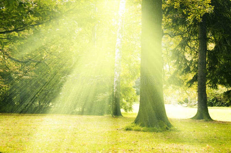 Tree with rays of light stock photo. Image of beams, divinity - 8185860
