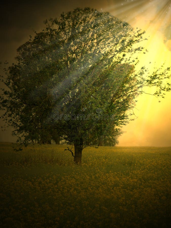 Magic Tree stock image. Image of fresh, clear, environment - 2416659
