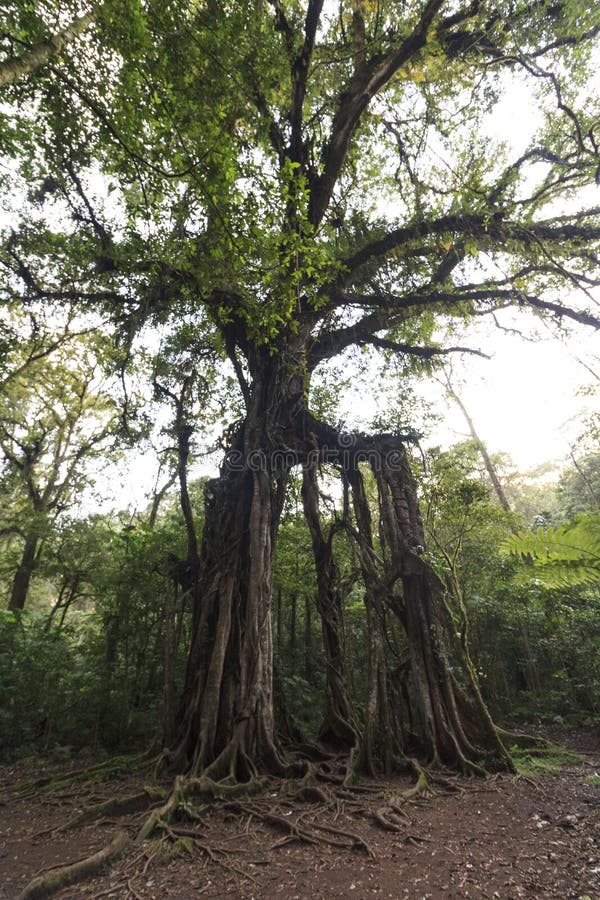 Magic Tree With Golden Apples And Butterflies In Frame. Concept Stock ...