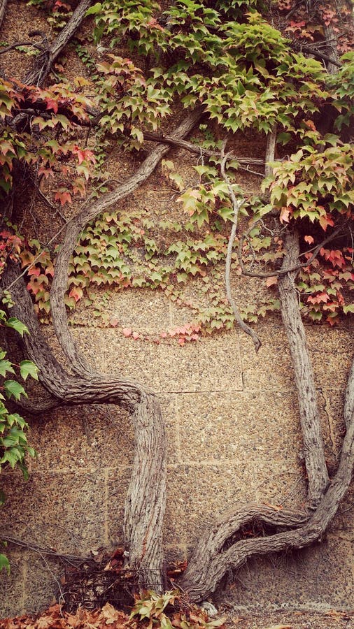 Magic Tree stock photo. Image of fall, magic, tree, autumn - 45382506