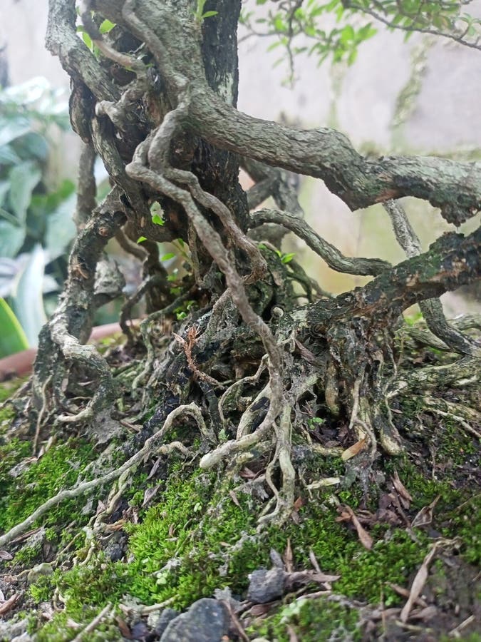 Magic tree roots stock image. Image of home, unique - 362413785