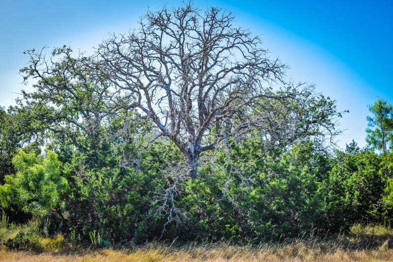 Magic Tree with Silver Color Stock Photo - Image of bushes, color: 56960142